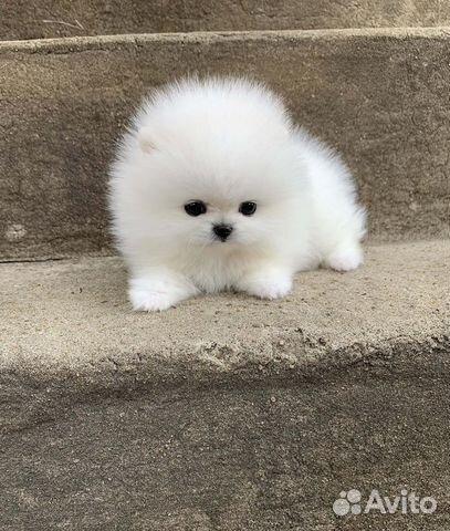 Померанские мини шпицы пупсики