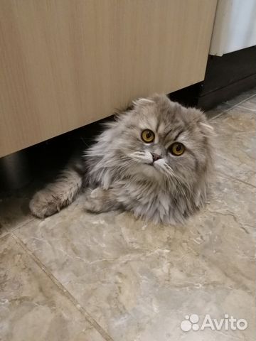 Вязка. Шотландская вислоухая