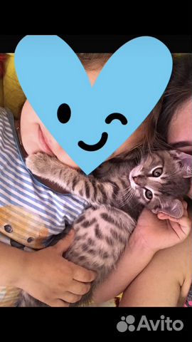 Котёнок