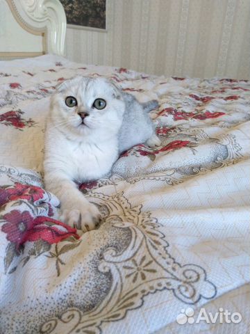 Шотландская