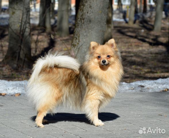 Немецкий малый шпиц