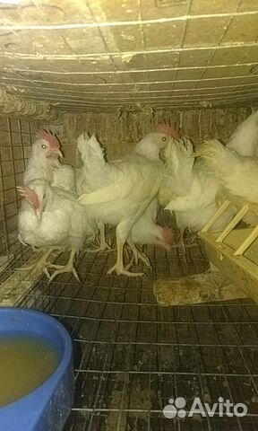 Петушки на мясо,цыплята,гусята