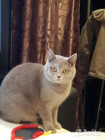Шотландская кошка от клубных родителей скоттиш стр