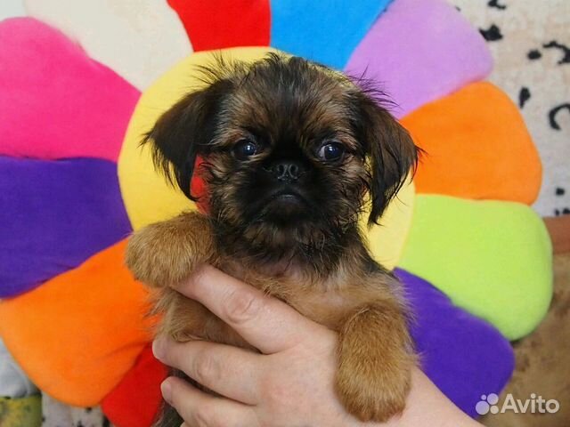 Гриффончики и брабансончики, 2 мес