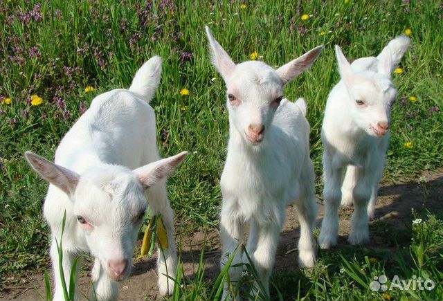 Козлята зааненские