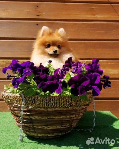 Мальчики памеранского Шпица