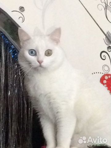 Кошка Као-Мани