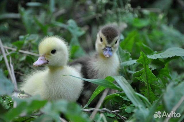 Суточные индоутятя