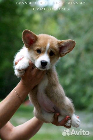 Девчата Вельш Корги Пемброк