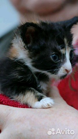 Малышка Моня