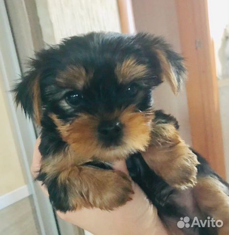 Продаются озорные щенки йоркширский терьер