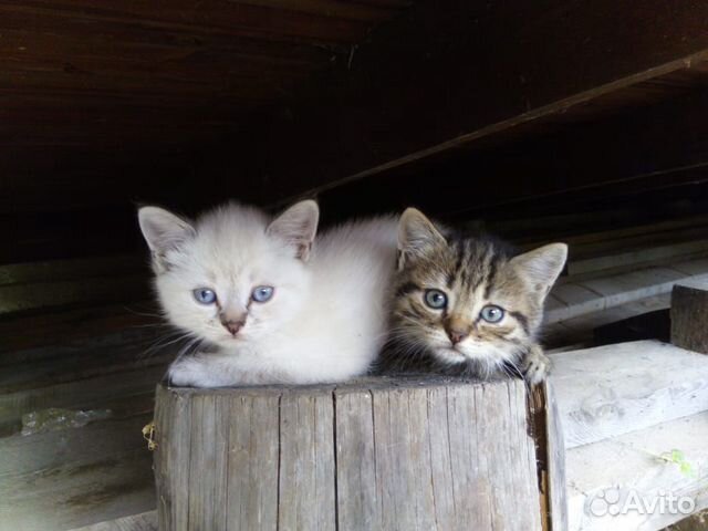 Чудо-котодетки