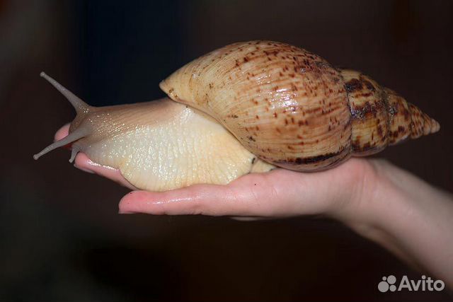Улитка Ахатина