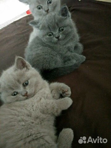 Шотландские котята (страйты)