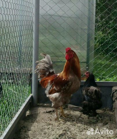 Продаю петуха Брама