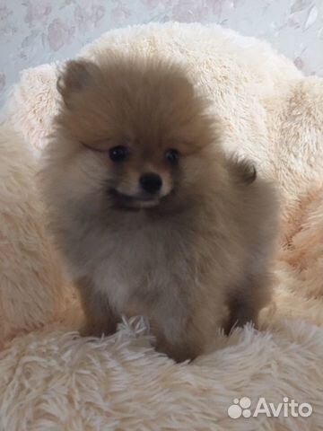 Шпиц мальчик