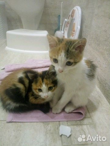 Котята (девочки)