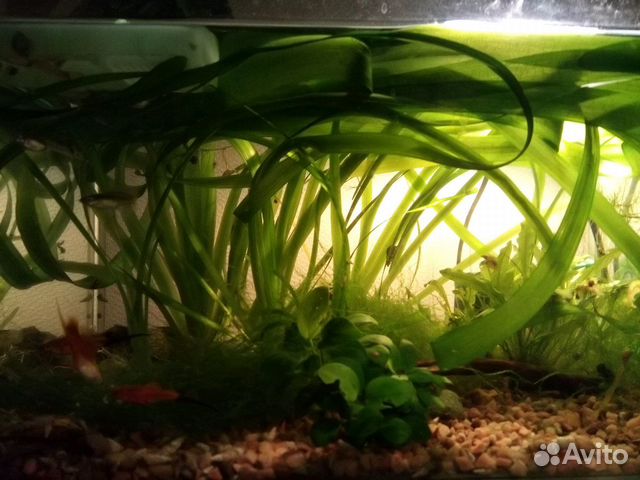 Валлиснерия