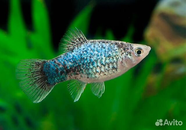 Пецилия голубая неоновая