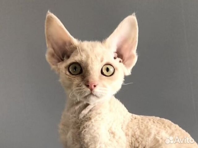 Розовая Мечта