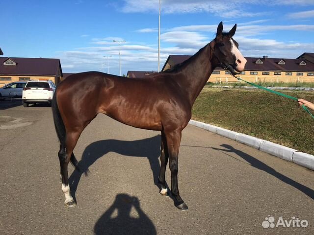 Продаются кобылы