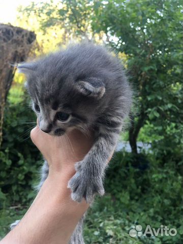 Сиамский голубоглазый котёнок (кот)