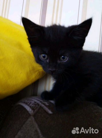 Мальчик. ходит в лоток др 12 мая) доставка