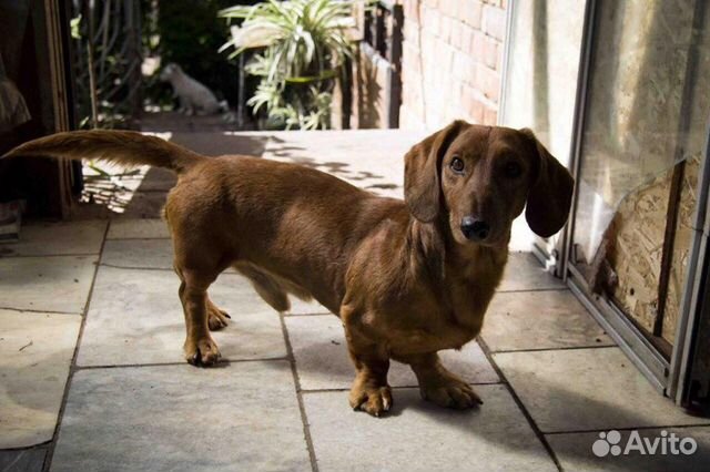 Отдае в хорошие руки таксик Фокс