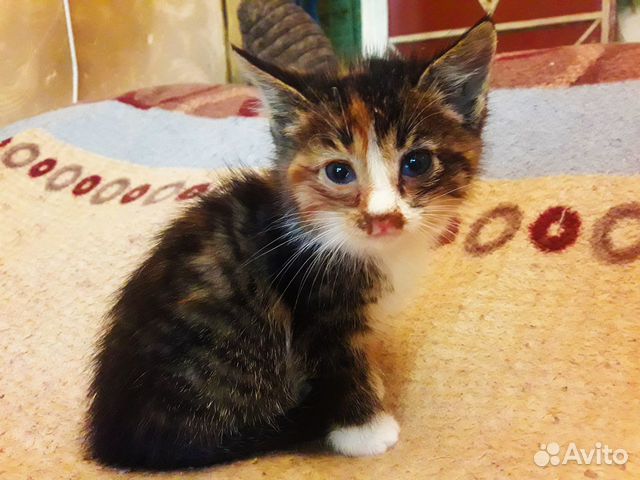 Трехцветные котята