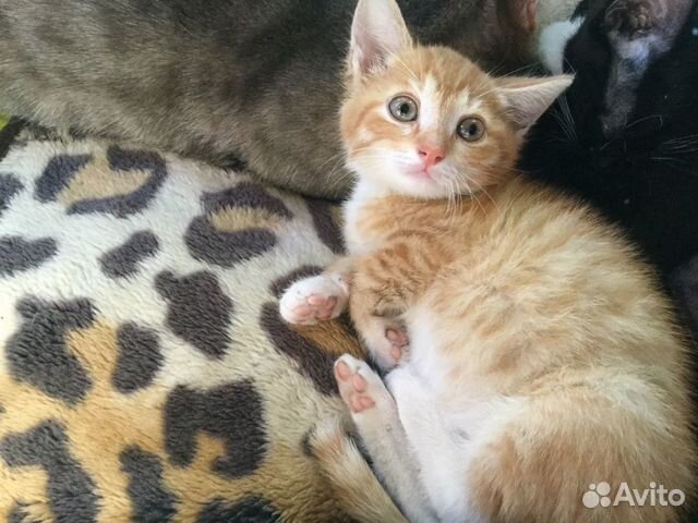 Рыжий котик Чижик в дар