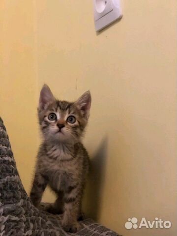 Милая маленькая тигрица в добрые руки