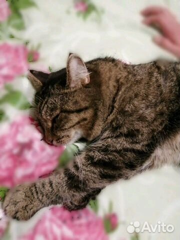 Большой, красивый, спокойный