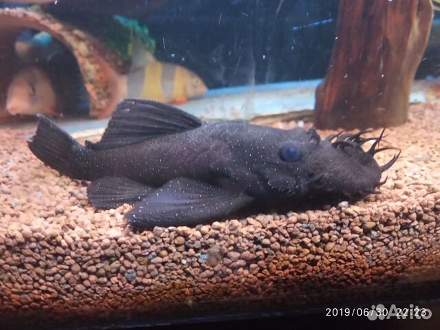 Анциструс звёздчатый взрослый самец