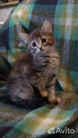 Котёнок-богатка ищет дом