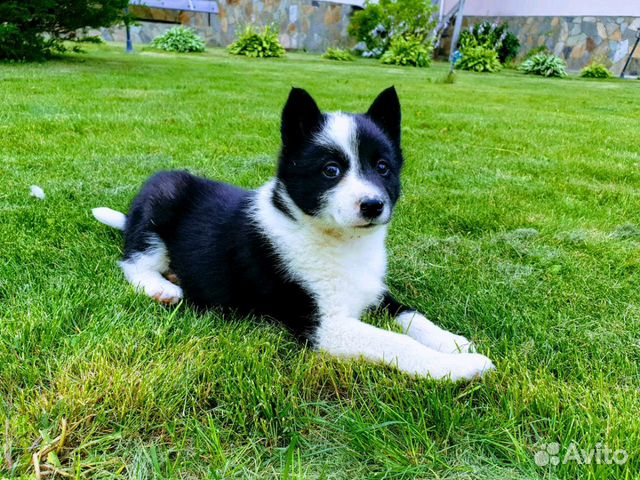 Щенки лайки