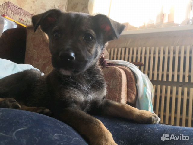 Щенок девочка