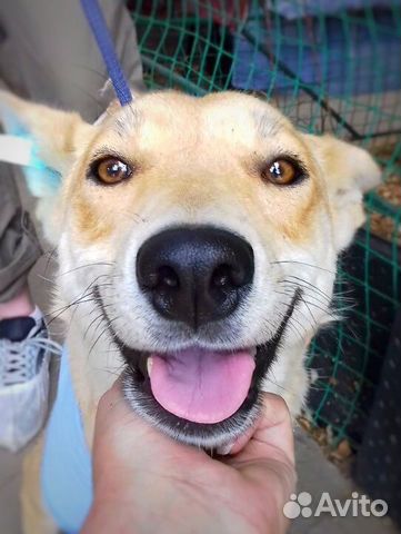 Солнечная собака Лакки