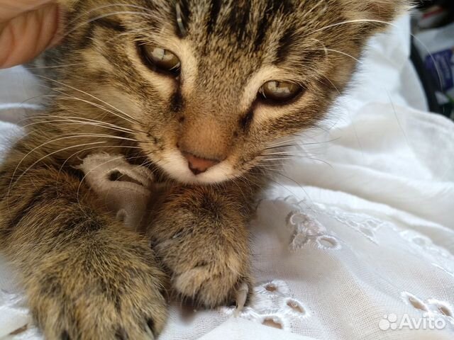 Котенок"Мышь"