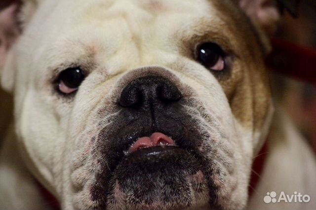 Английский бульдог в добрые руки