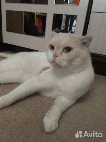 Полупородистый кот Крем