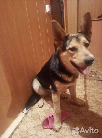 Отдам собаку даром (немецкая овчарка, скрещенная с