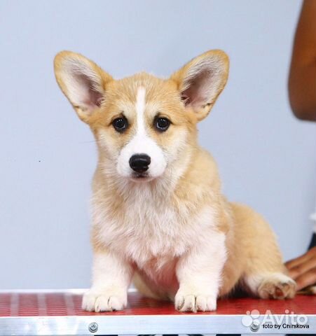 Мальчик Корги