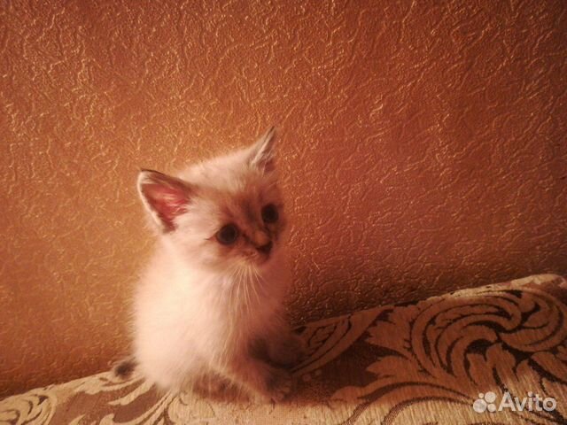 Катенок смесь британца и сиамской