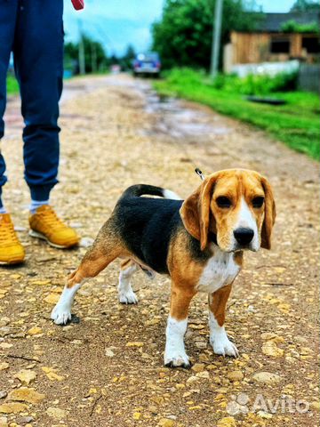 Собака породы Бигль