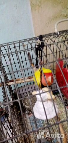 Продам попугая