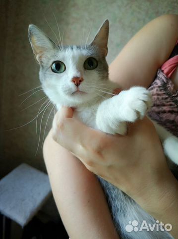 Кошка-дюймовочка в добрые руки