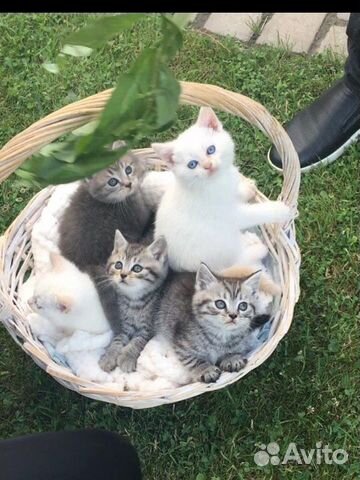 Продам красавцев котят
