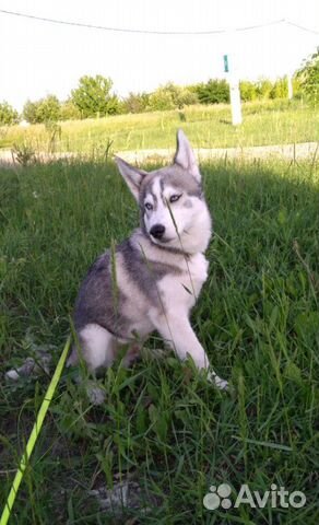 Сибирский хаски