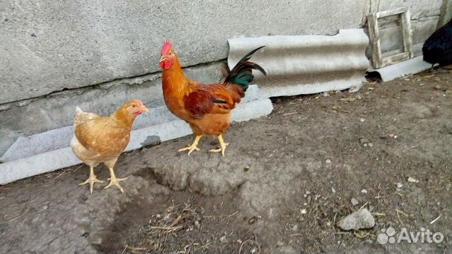 Породистые петушки