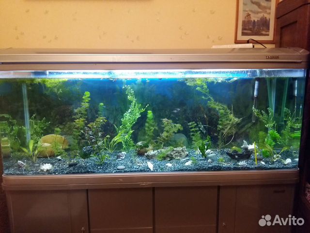 Панорамный аквариум 450 л